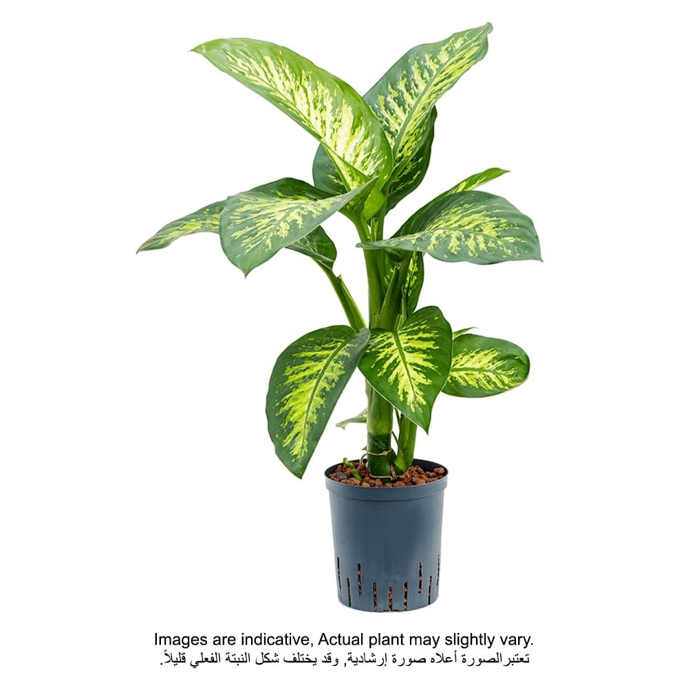 Buy Tropic Snow Plant with Pot Multicolour Online | Danube Home UAE