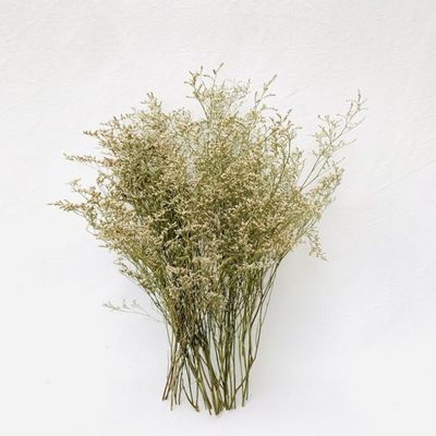 Buy Blush Preserved Dry White Caspia Flower Big Bunch Length Online ...