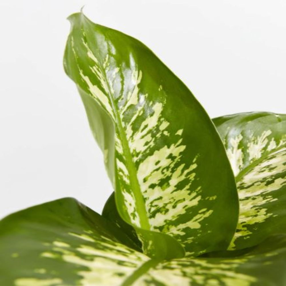 Buy Tropic Snow Plant with Pot Multicolour Online | Danube Home UAE